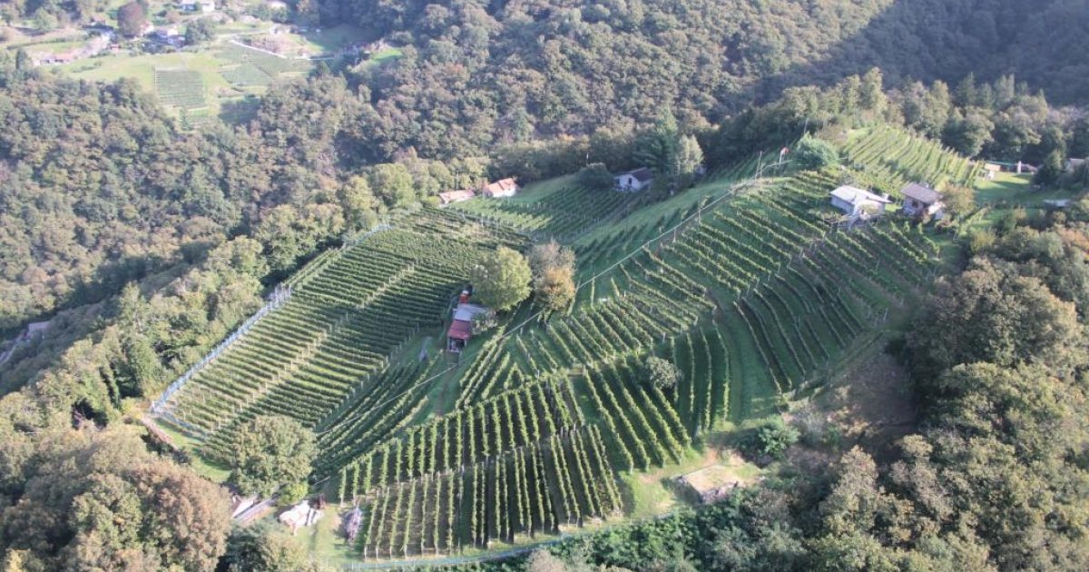 A Bellinzona arriva il Merlot dei castelli | laRegione.ch