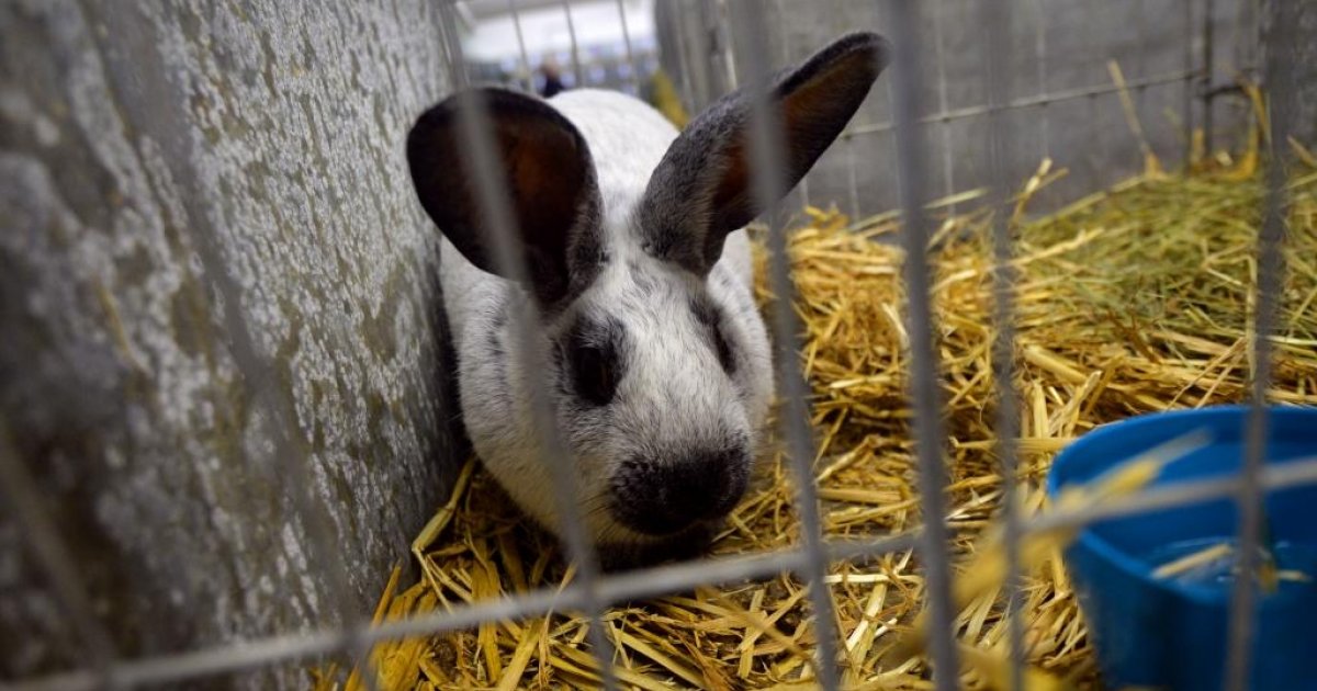 Arriva Bad Rabbit, nuovo virus informatico | laRegione.ch