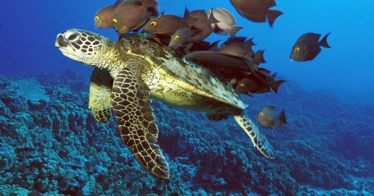 La vita di metà oceano è brevettata | laRegione.ch