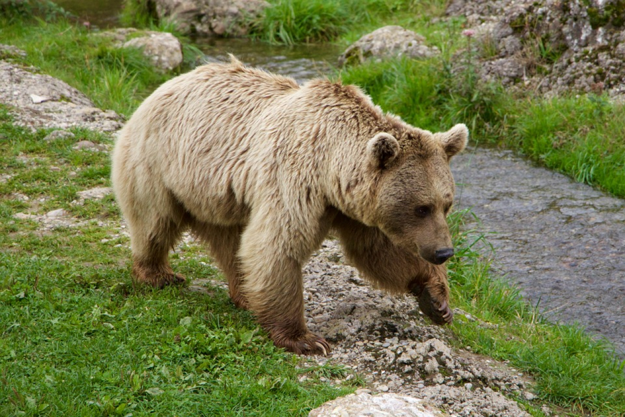 Passa da Bellinzona il caso della caccia all'orso (russo) - laRegione