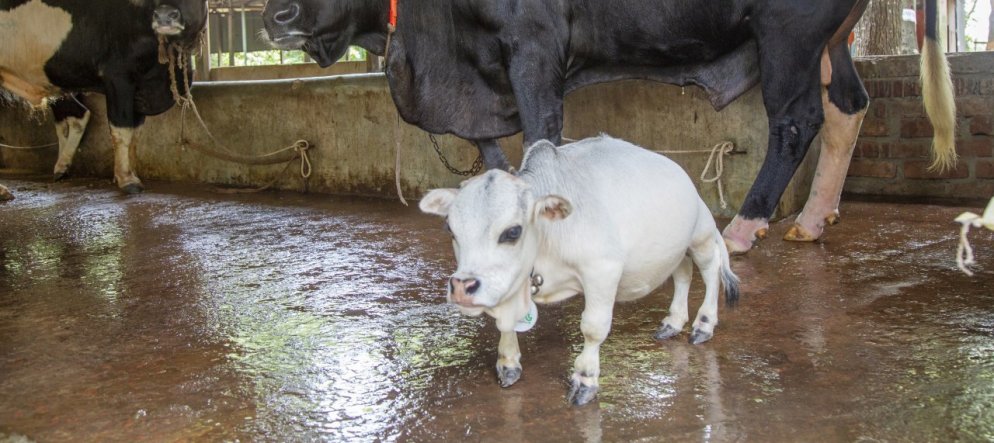 mucca nana - temi | laRegione.ch