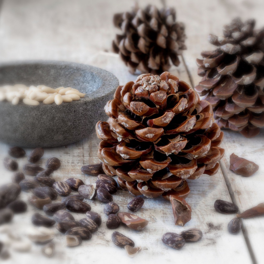 La pigna: simboli, significati, leggende e atmosfere natalizie ...