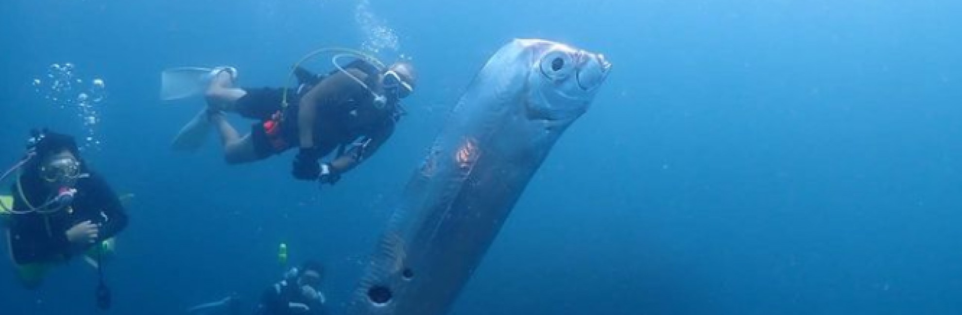 Filmato un raro esemplare di pesce remo | laRegione.ch